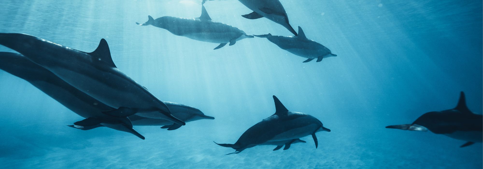 IMPAC5 Media Registration Now Open - IMPAC5 - Vancouver BC Canada